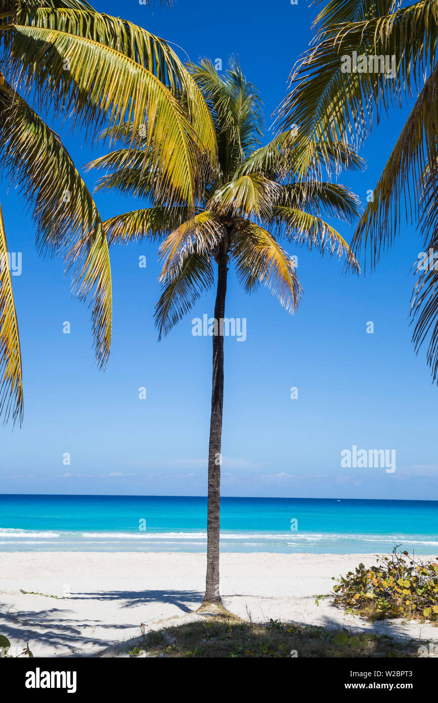 Cuba, Varadero, Palm trees on Varadero beach Stock Photo - Alamy