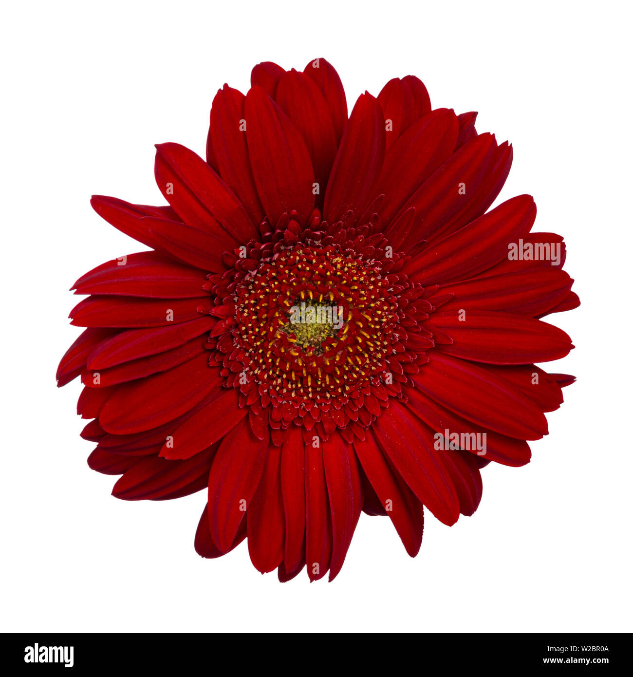 Close up gerbera daisy stamens hi-res stock photography and images - Alamy