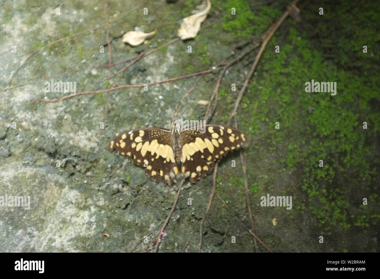 Lime butterfly or Lemon butterfly Stock Photo - Alamy