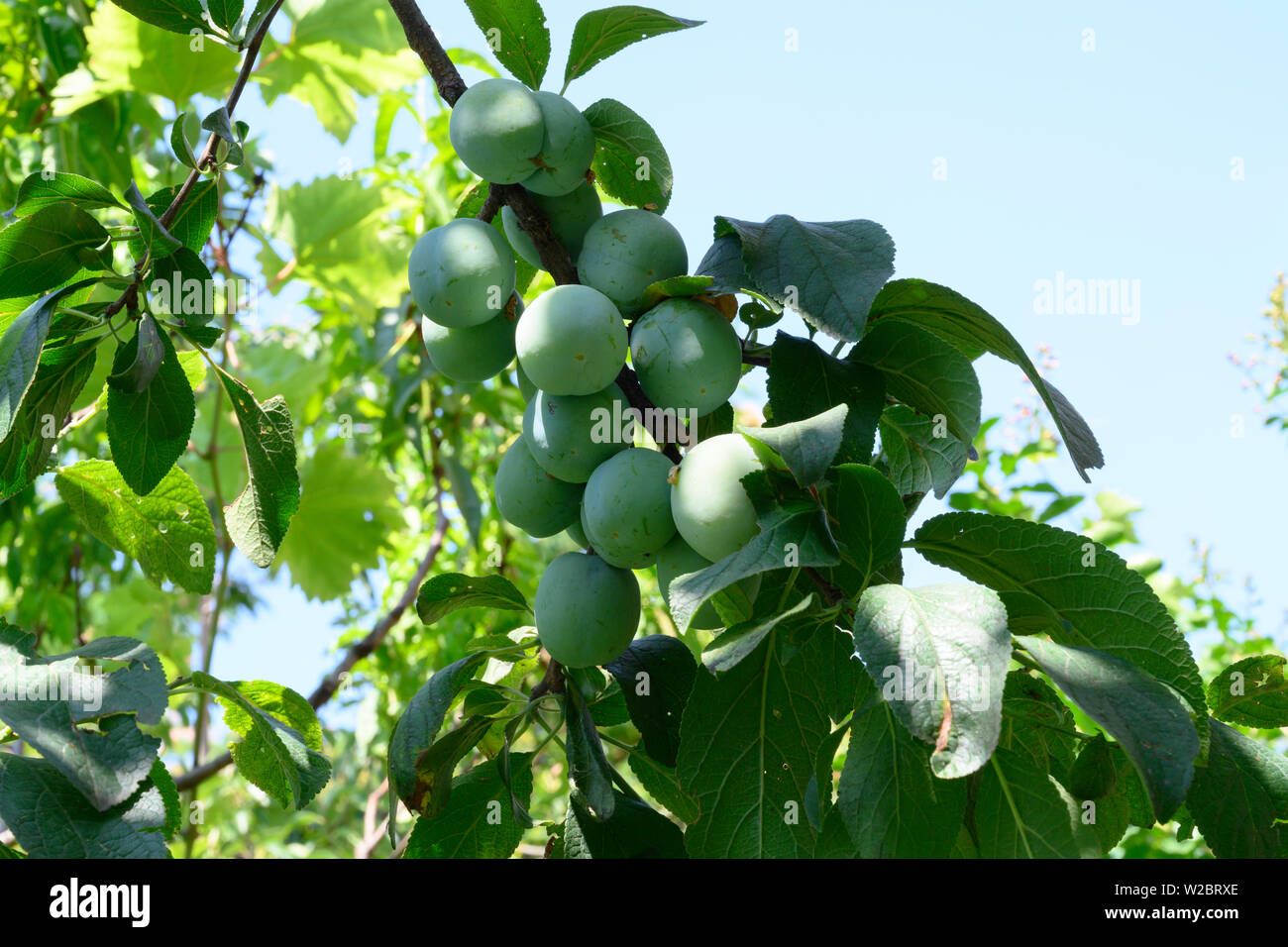 Plum forest park hi-res stock photography and images - Alamy