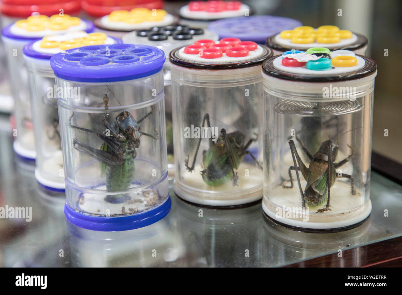 Crickets for sale, Dongtai flower bird fish and insect market, Shanghai ...