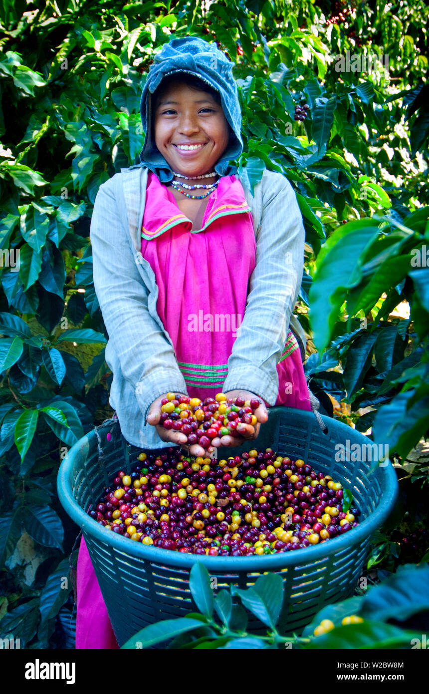 Coffee picker hi-res stock photography and images - Alamy