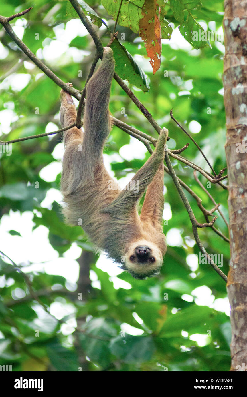 Costa Rica, Cahuita, Cahuita National Park, Two-Toed Sloth, Lowland ...