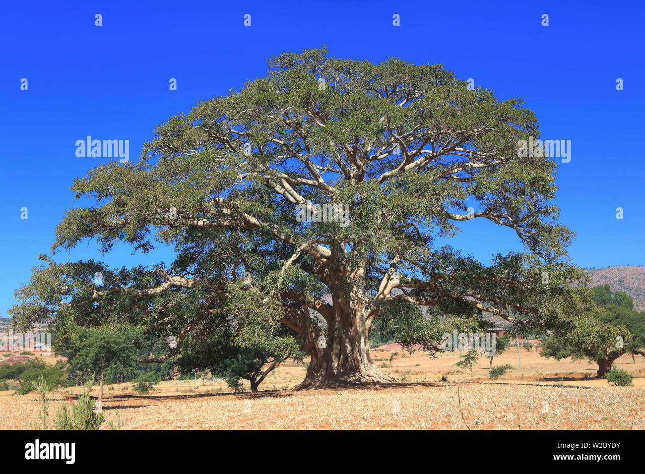 Warka or warkah hi-res stock photography and images - Alamy