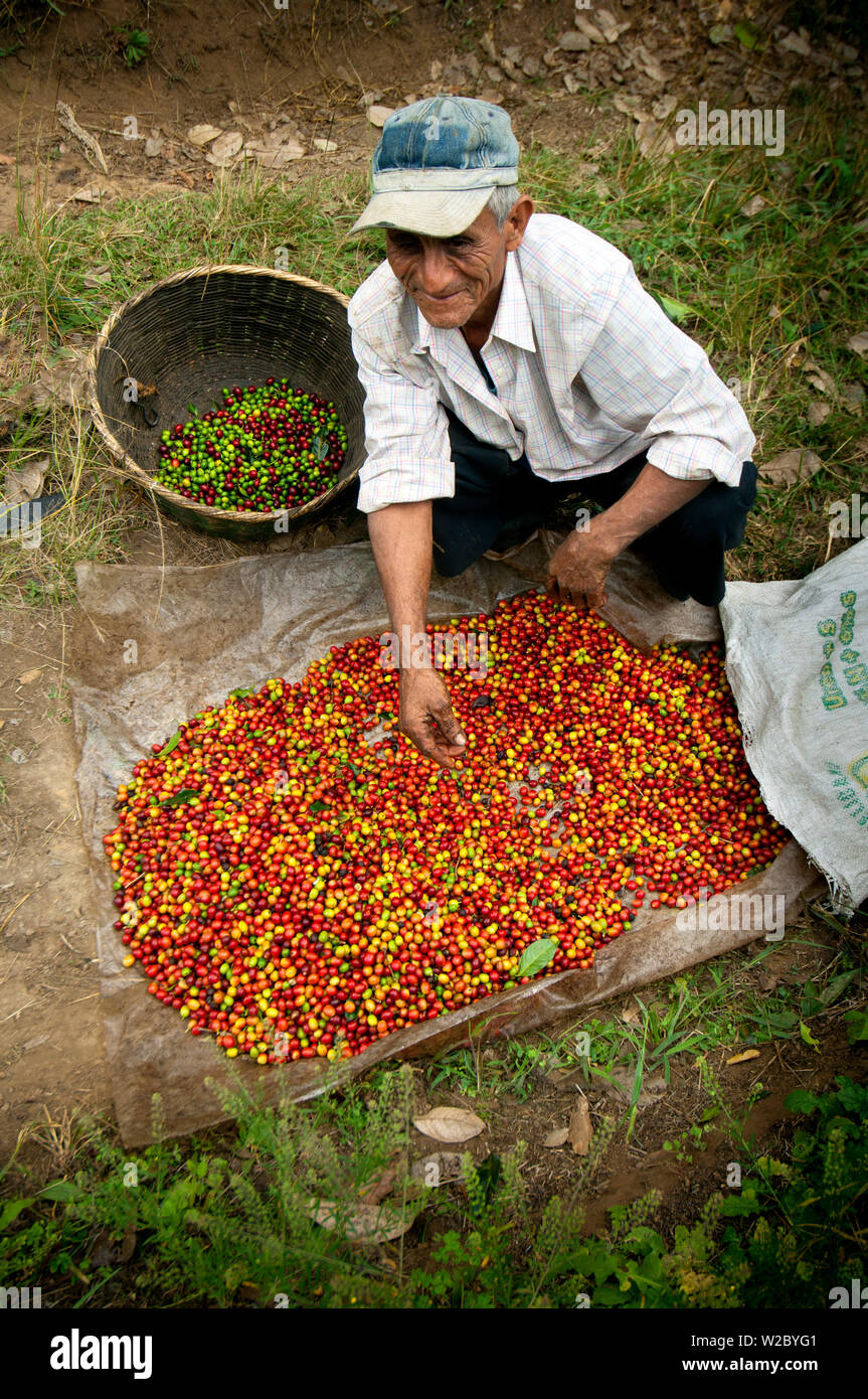 Coffee picker hi-res stock photography and images - Alamy