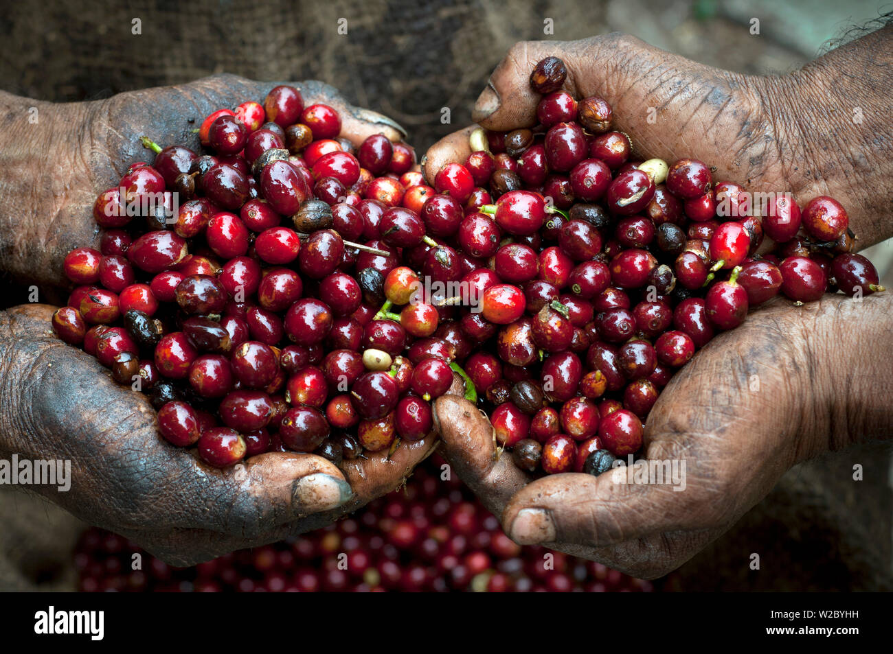 Coffee pickers hi-res stock photography and images - Alamy