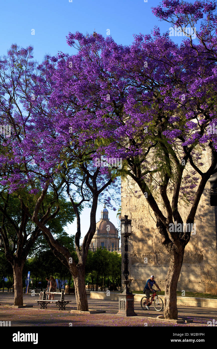 Jacaranda trees jerez hi-res stock photography and images - Alamy