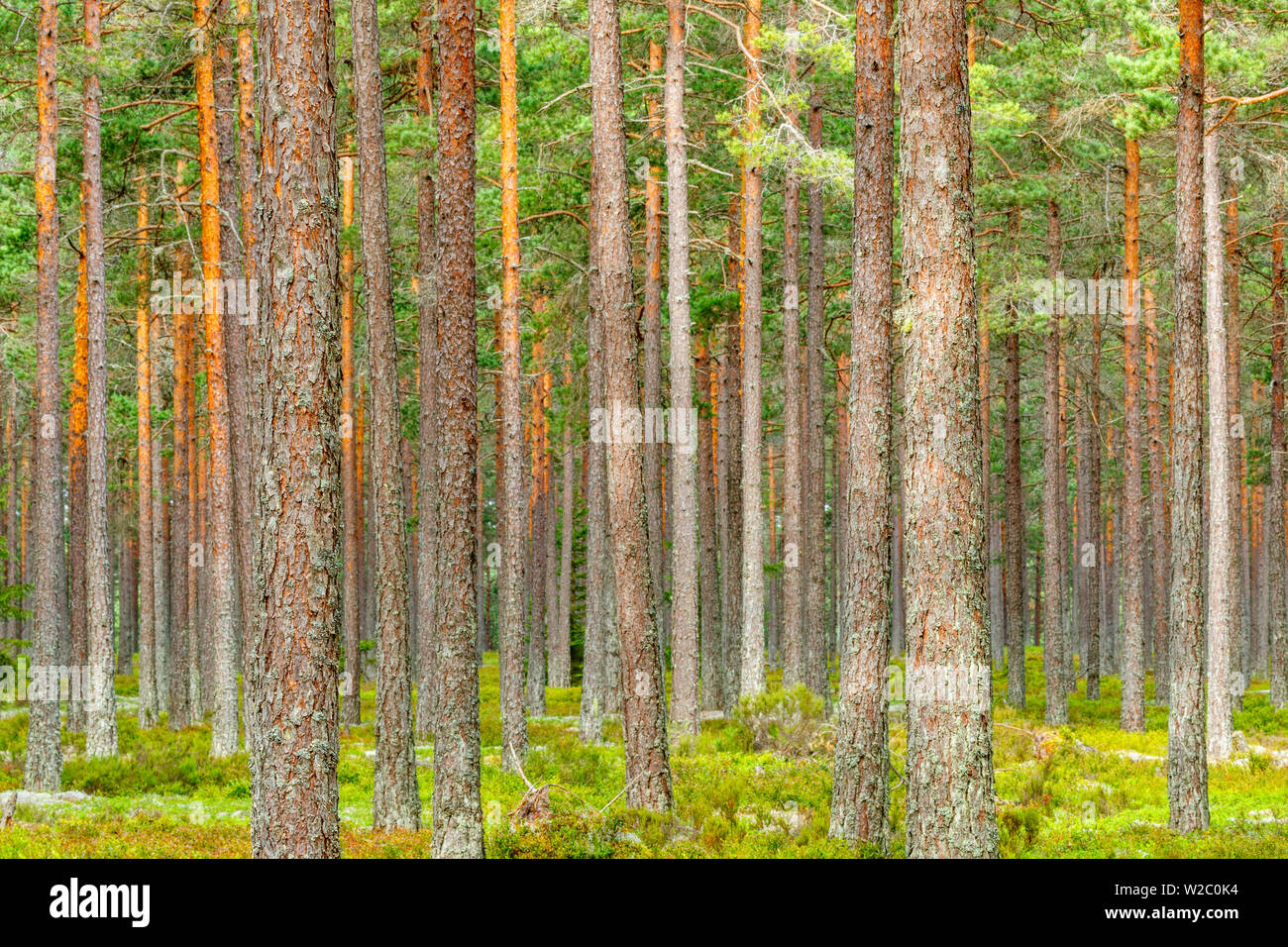 Beautiful tree trunks in a row hi-res stock photography and images - Alamy