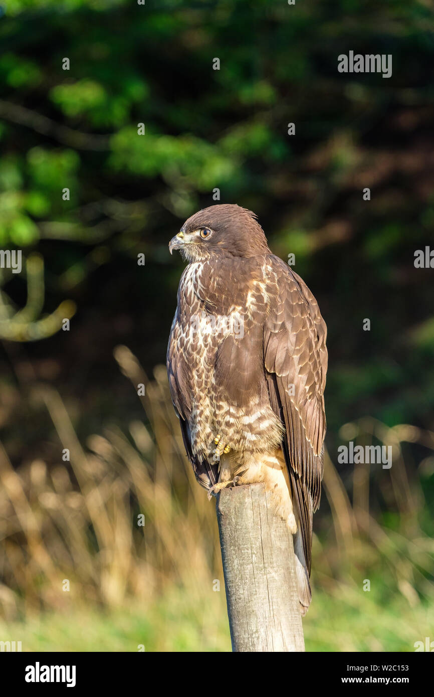 Portrait of a buzzard hi-res stock photography and images - Alamy