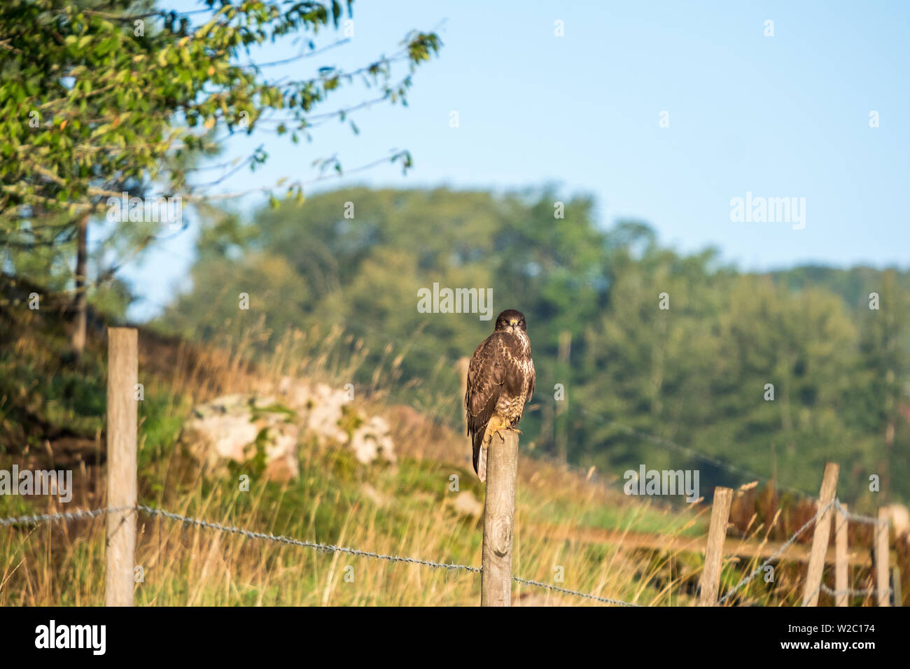 Buzzard sitting on pole hi-res stock photography and images - Alamy