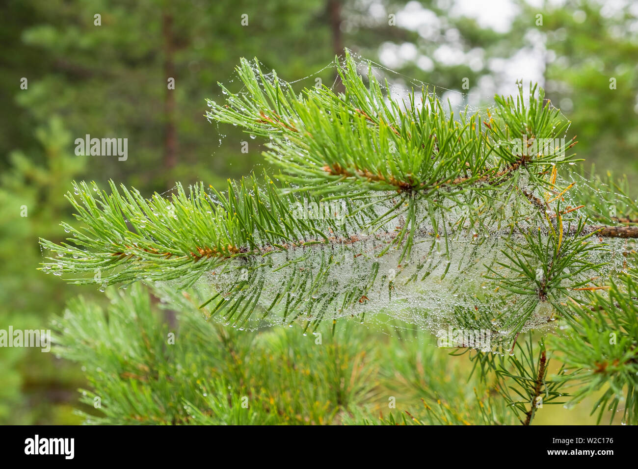 Spider web pine tree hi-res stock photography and images - Alamy