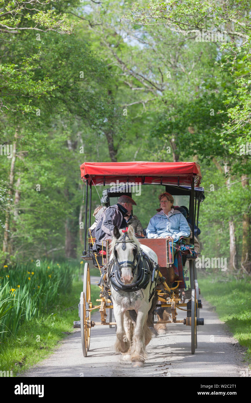Ireland, County Kerry, Ring of Kerry, Killarney, Jaunting Cars, horse ...