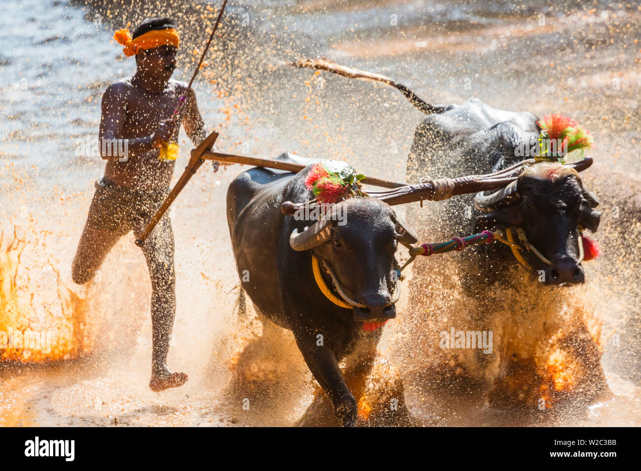 Kambala, traditional buffalo racing, Kerala, India Stock Photo - Alamy