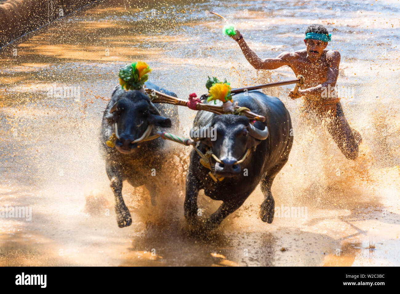 Kambala, traditional buffalo racing, Kerala, India Stock Photo - Alamy