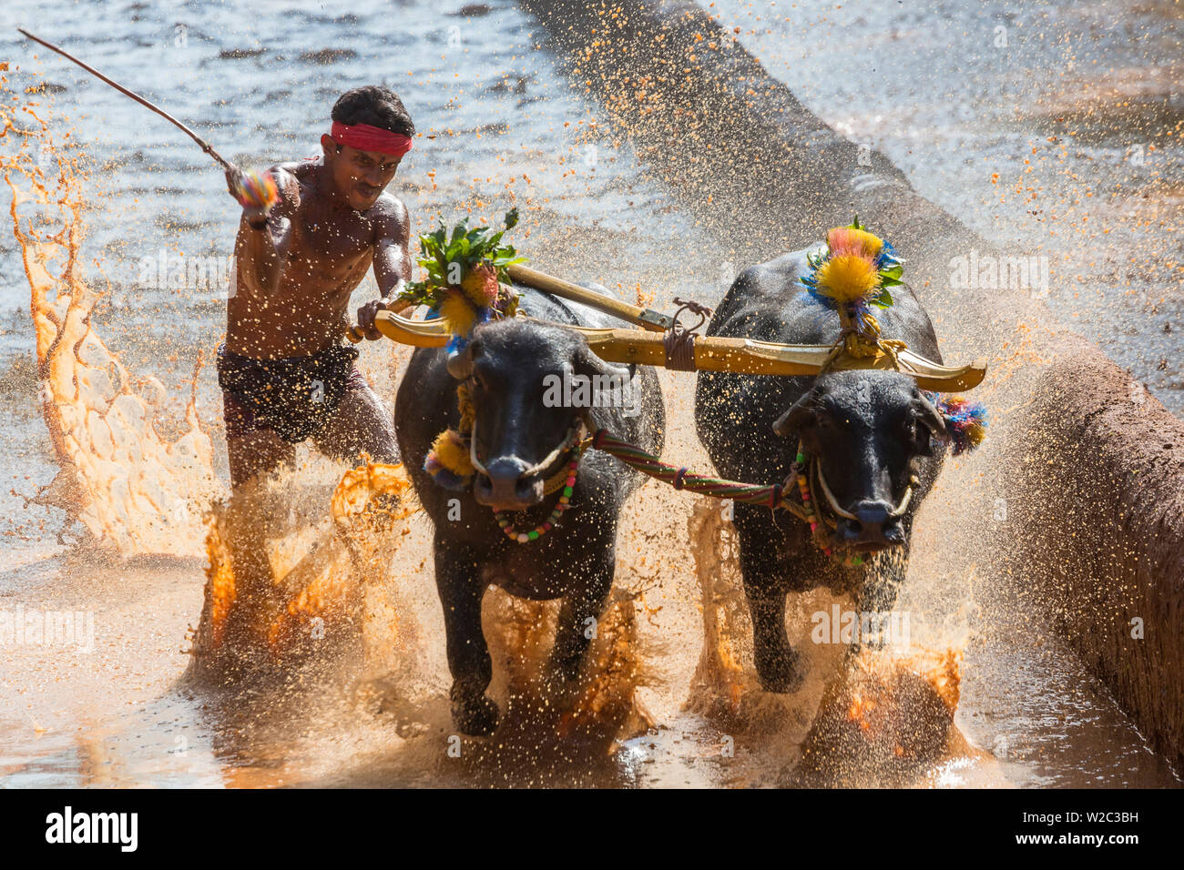 Kambala, traditional buffalo racing, Kerala, India Stock Photo - Alamy