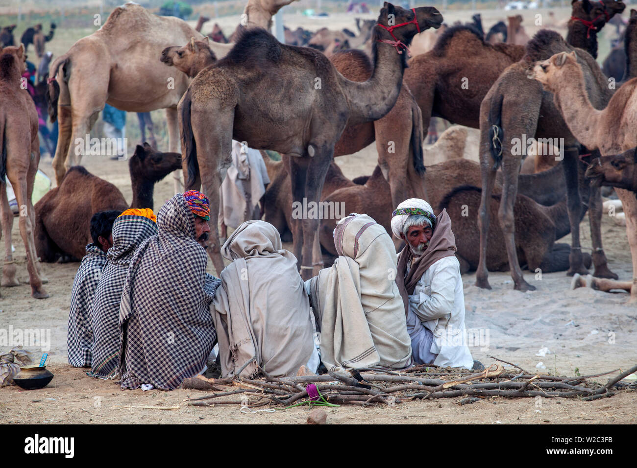 India, Rajasthan, Pushkar, Camel trading at the Pushkar Camel Fair ...