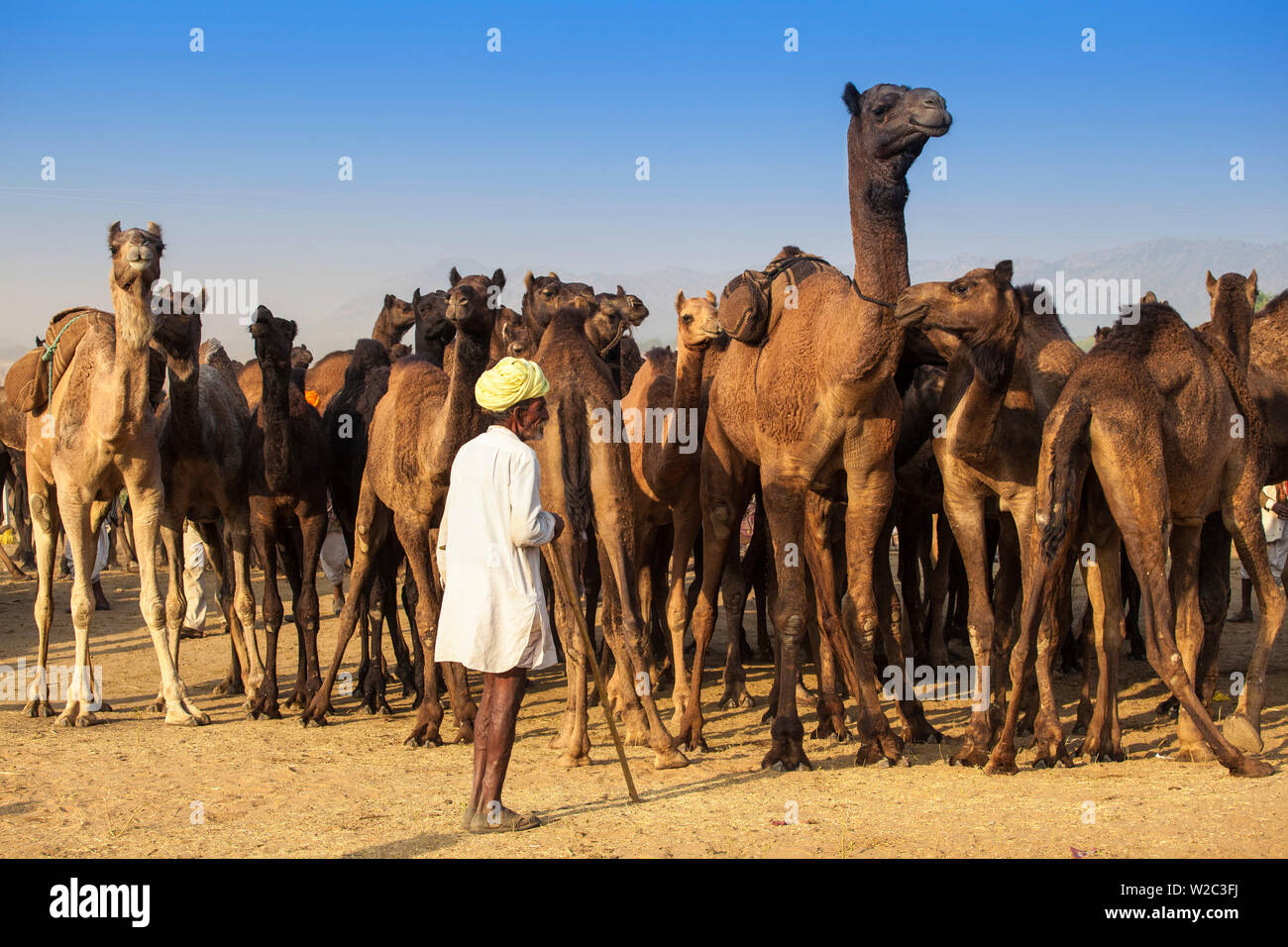 Sellers with camels hi-res stock photography and images - Alamy