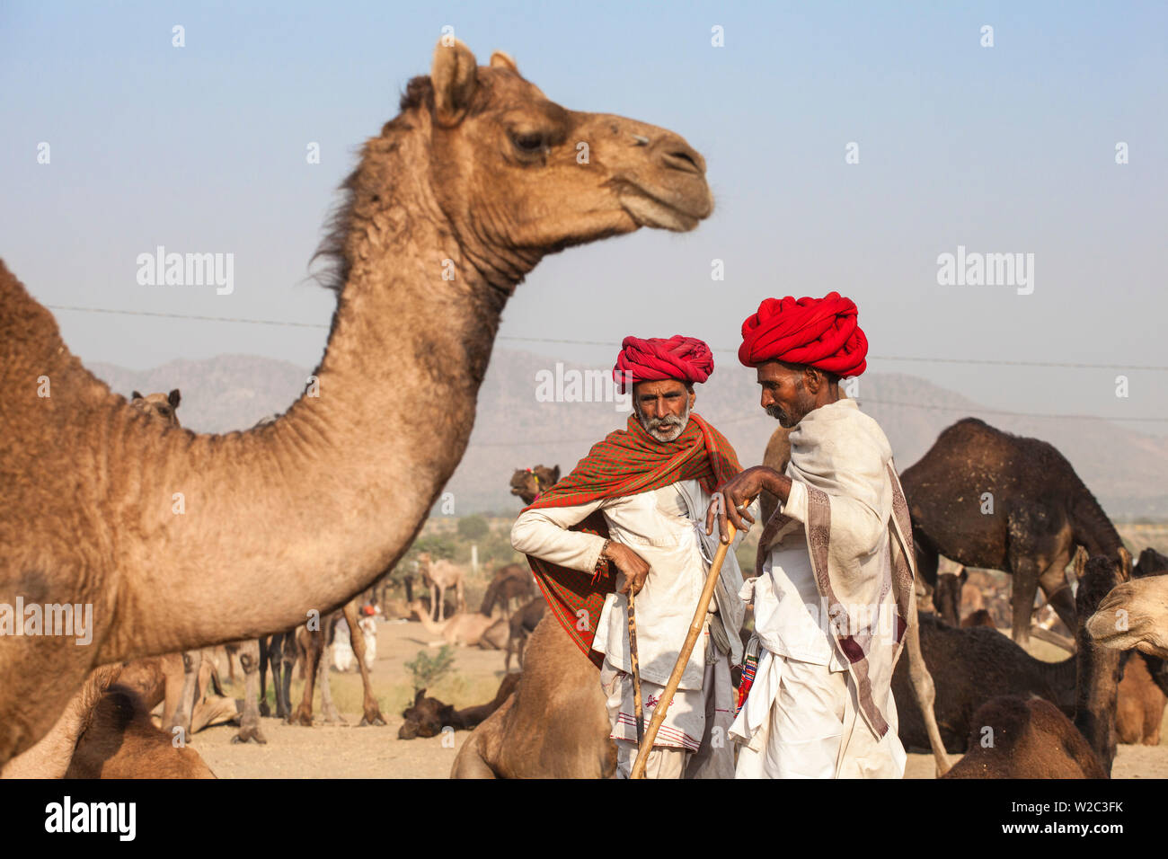 India, Rajasthan, Pushkar, Camel trading at the Pushkar Camel Fair ...