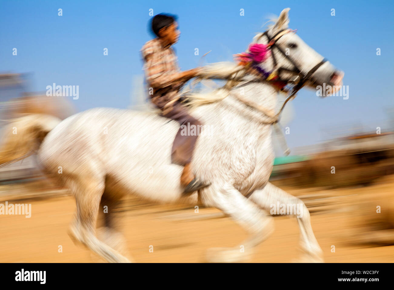 India, Rajasthan, Pushkar, A potential purchaser putting a horse ...