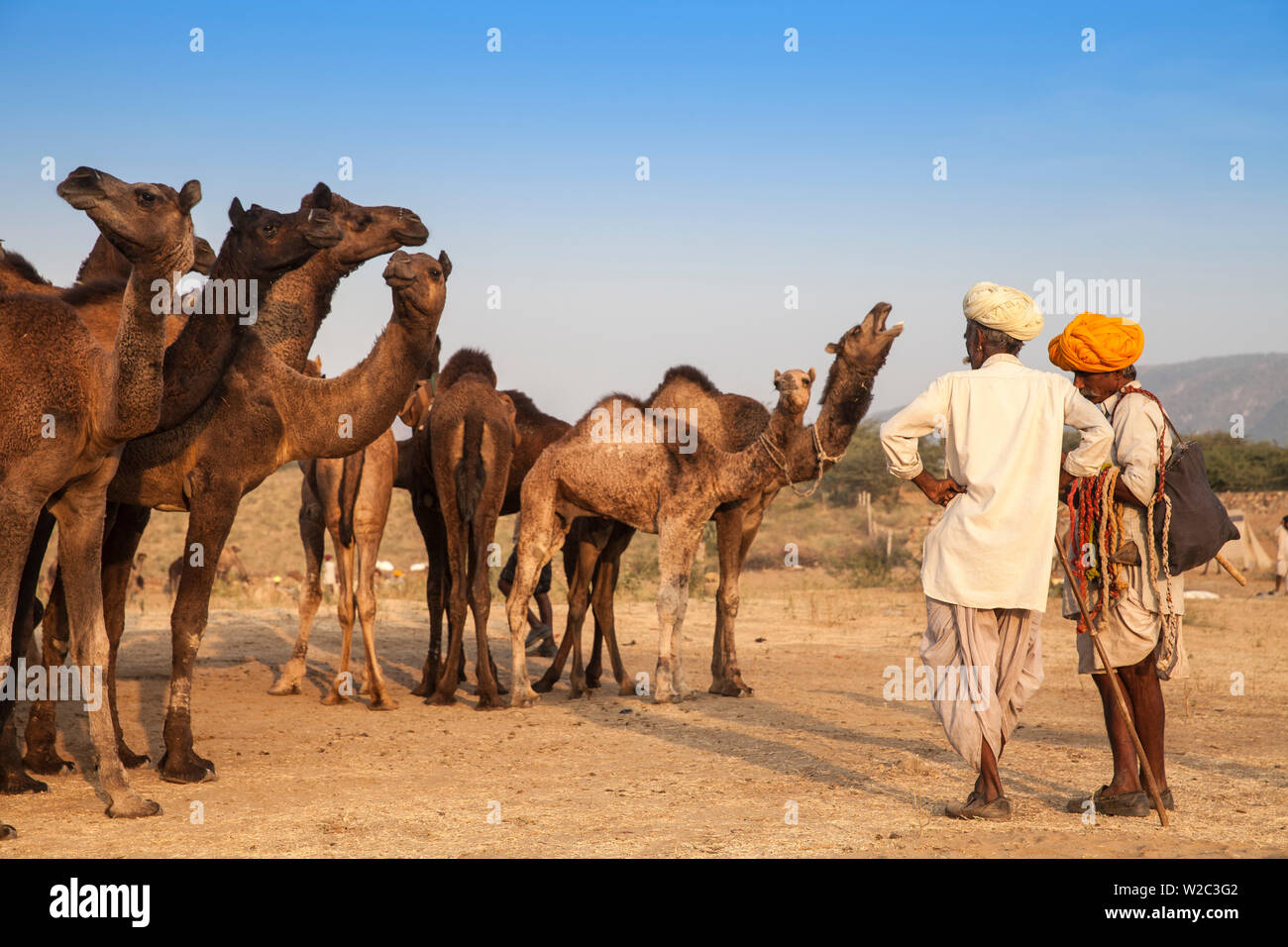 India, Rajasthan, Pushkar, Camel trading at the Pushkar Camel Fair ...