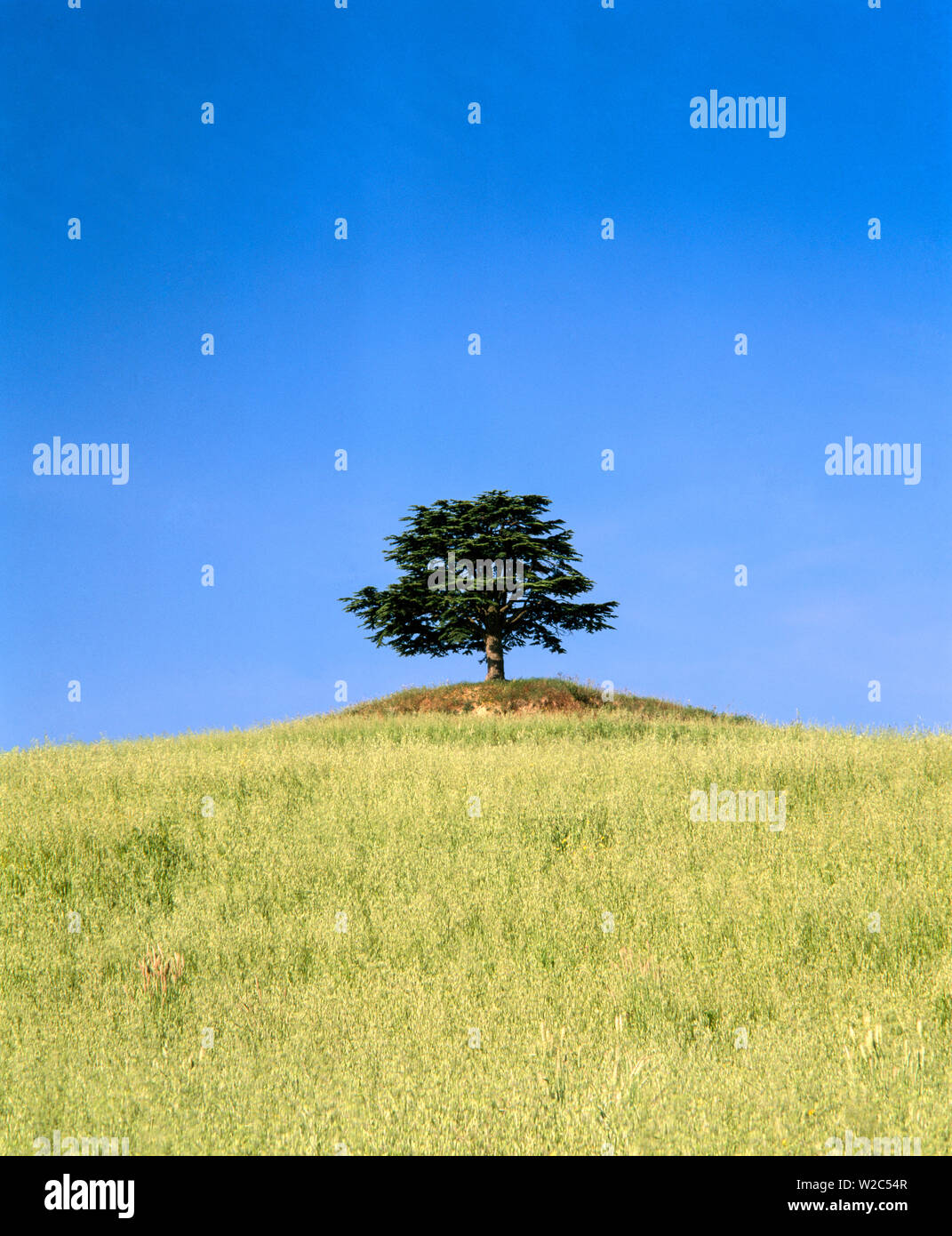 Italy, Tuscany, Trees, Singular tree on hilltop Stock Photo - Alamy