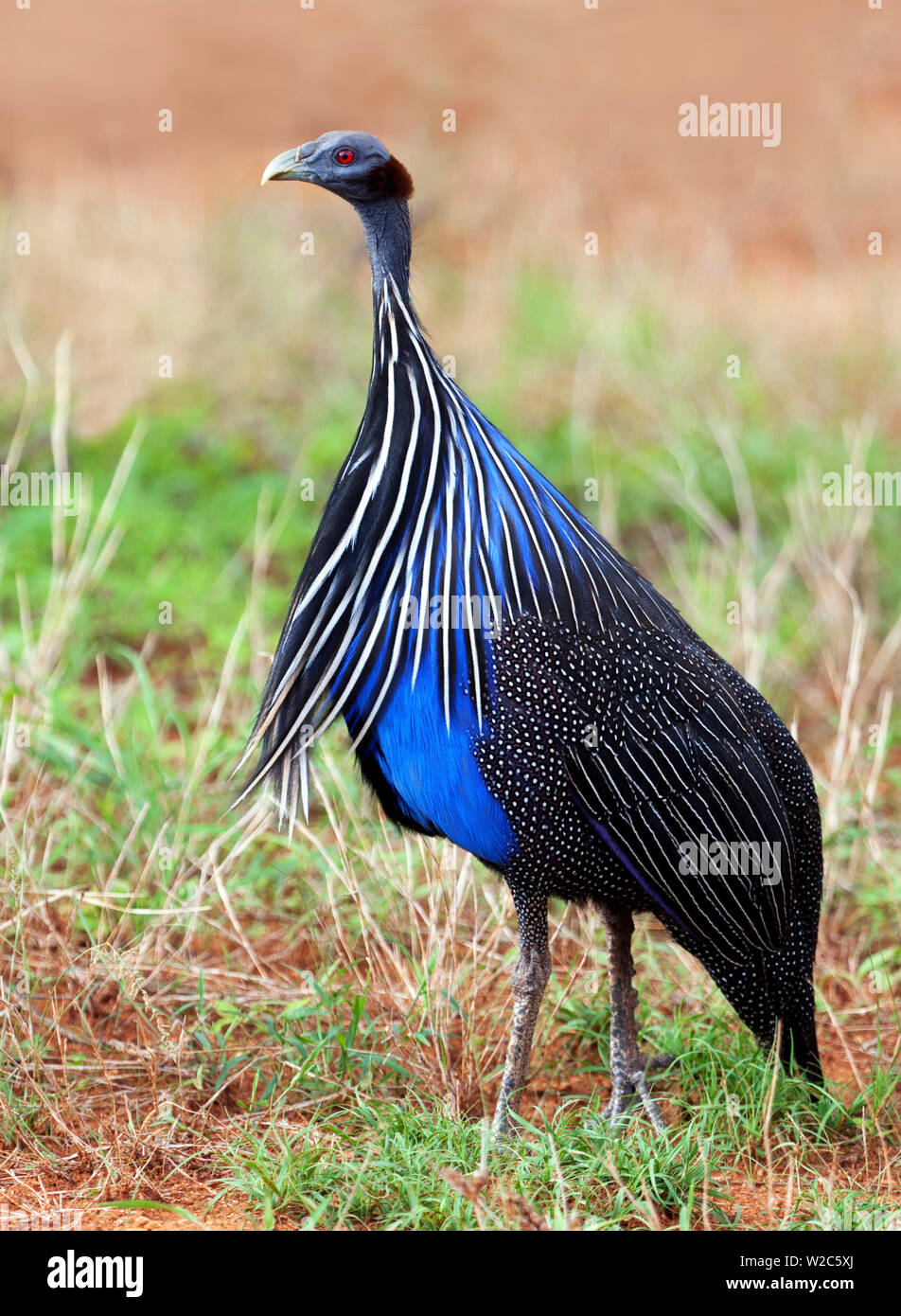 Vulturine Guineafowl (Acryllium vulturinum), Samburu National Reserve ...
