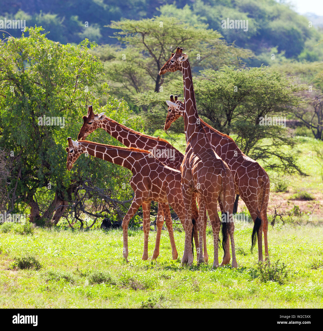 Masai Giraffe (Giraffa camelopardalis tippelskirchi), Samburu National ...