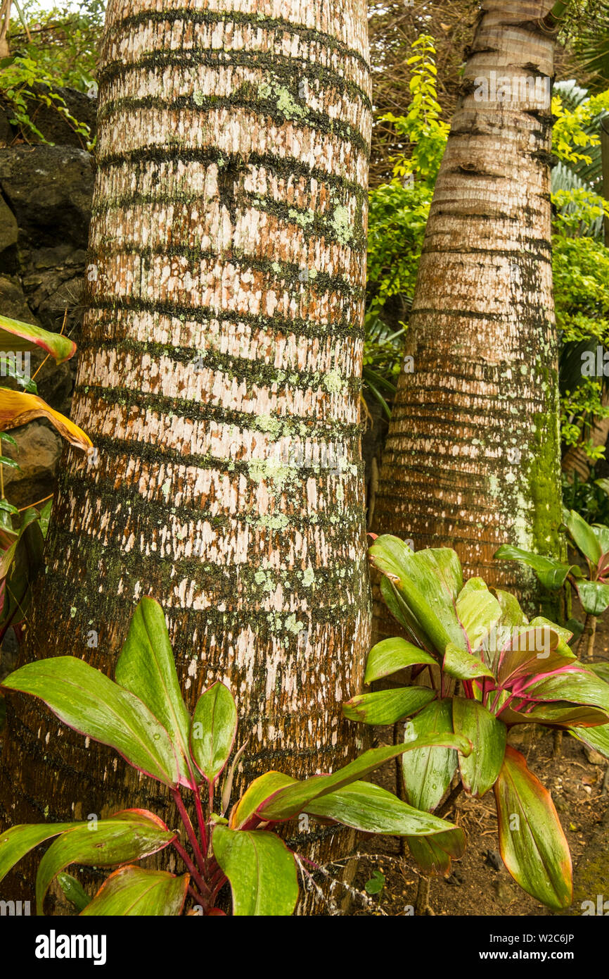 Palm trees, Mauritius Stock Photo - Alamy