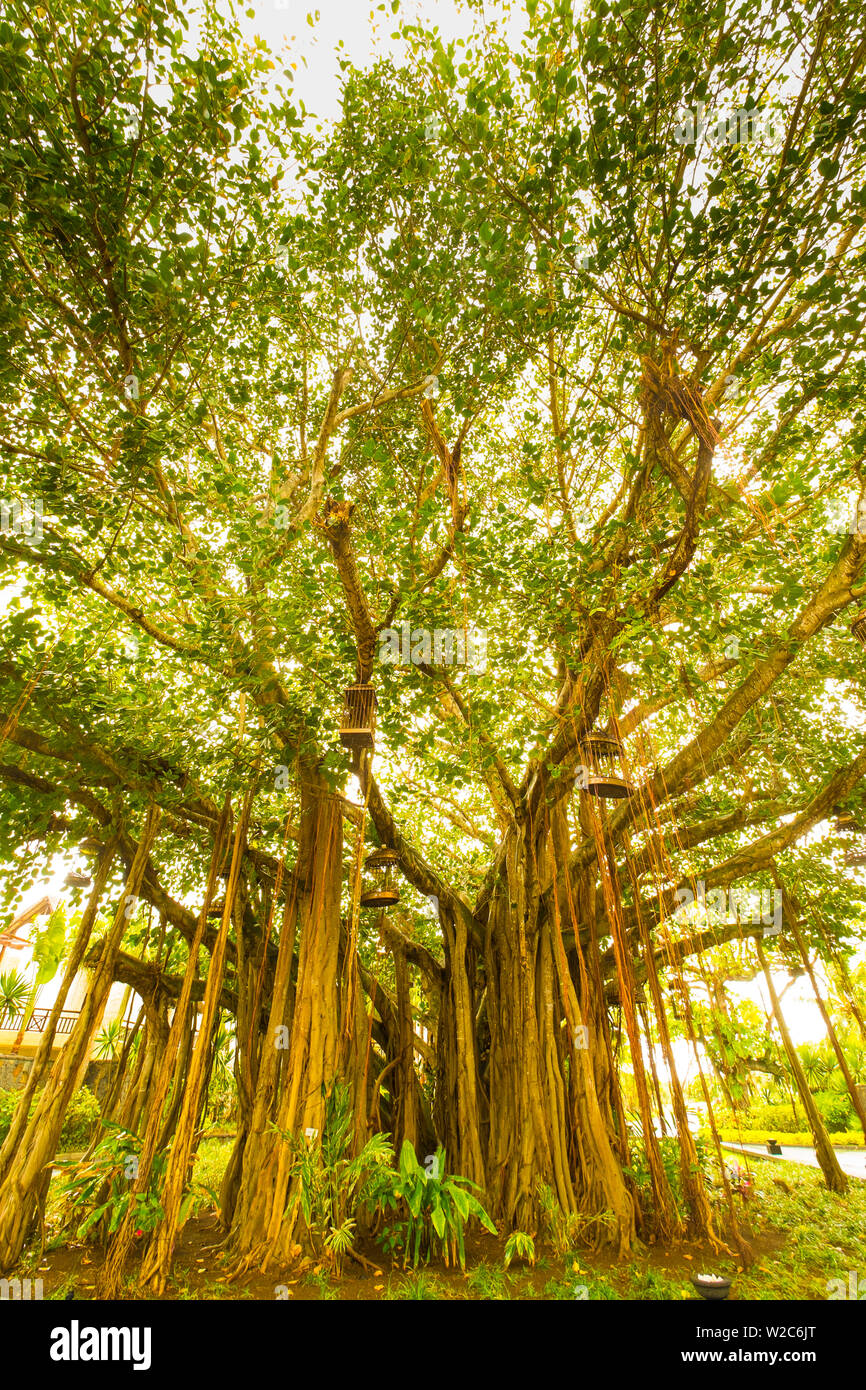 Banyan Tree, D'eau Douce, Flacq, East Coast, Mauritius Stock Photo - Alamy