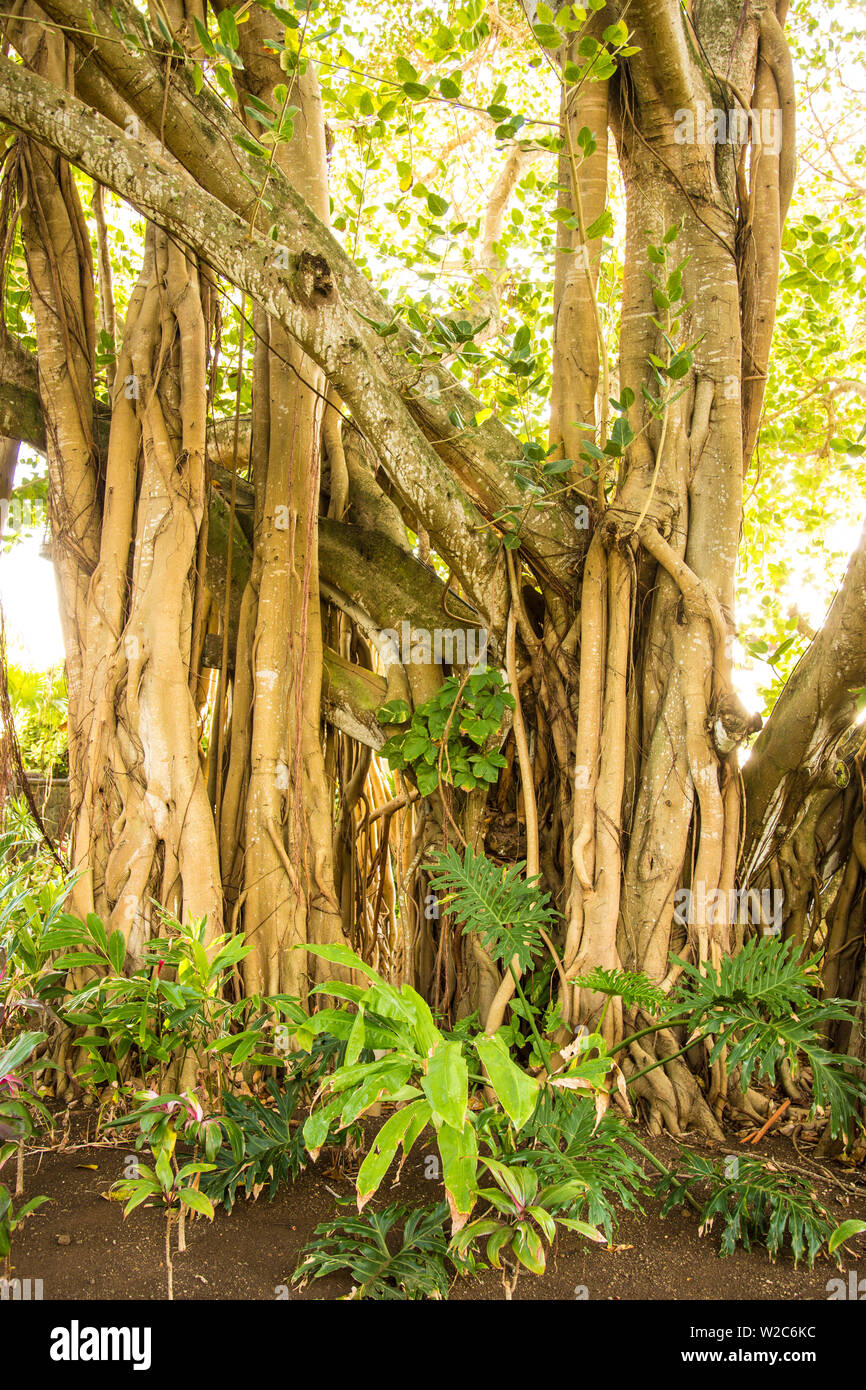 Banyan tree, Trou D'eau Douce, Flacq, East Coast, Mauritius Stock Photo ...