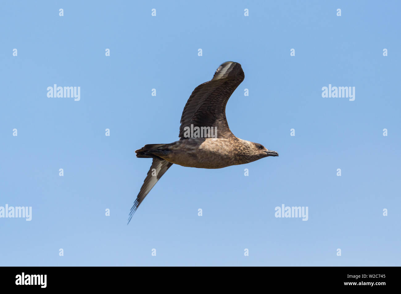 isolated natural great skua (stercorarius skua) flying in blue sky ...