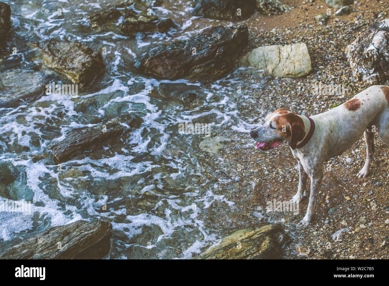 Dog on beach next to the sea Stock Photo - Alamy