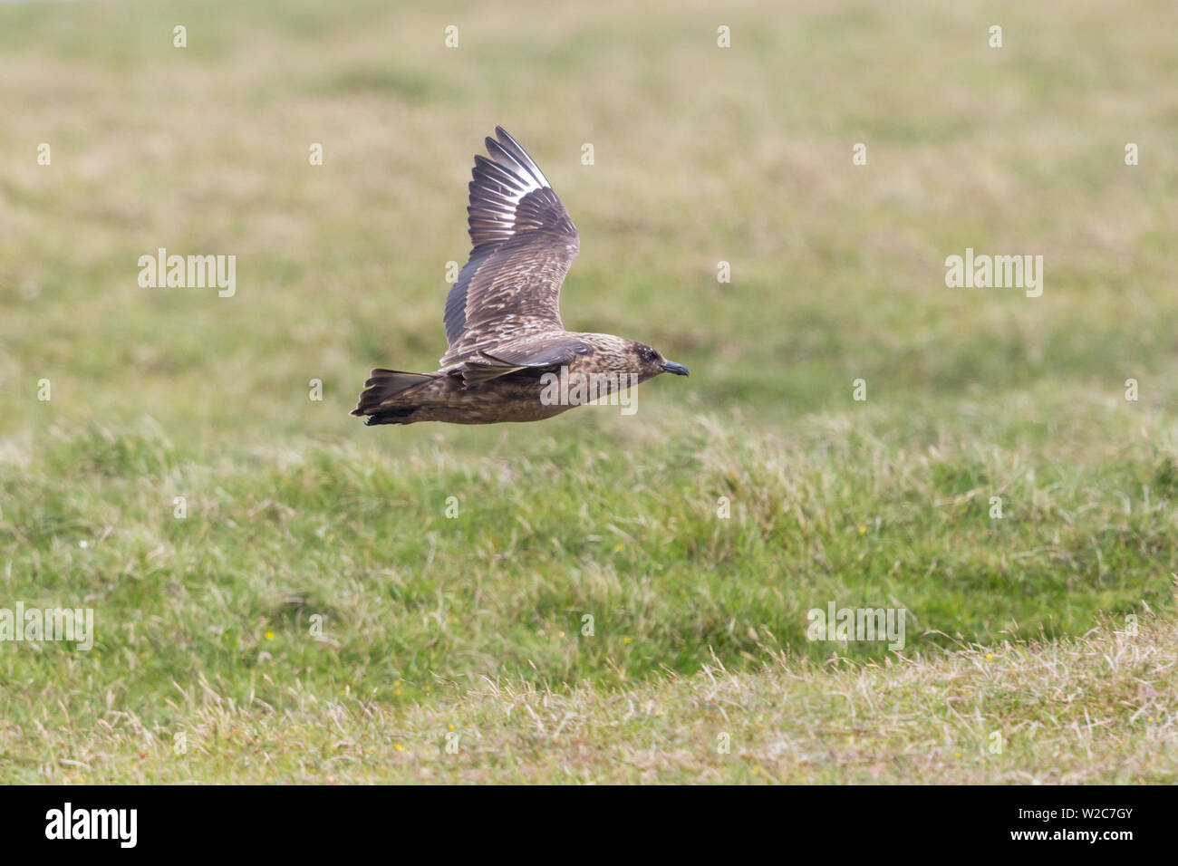 natural great skua (stercorarius skua) in flight over green grassland ...