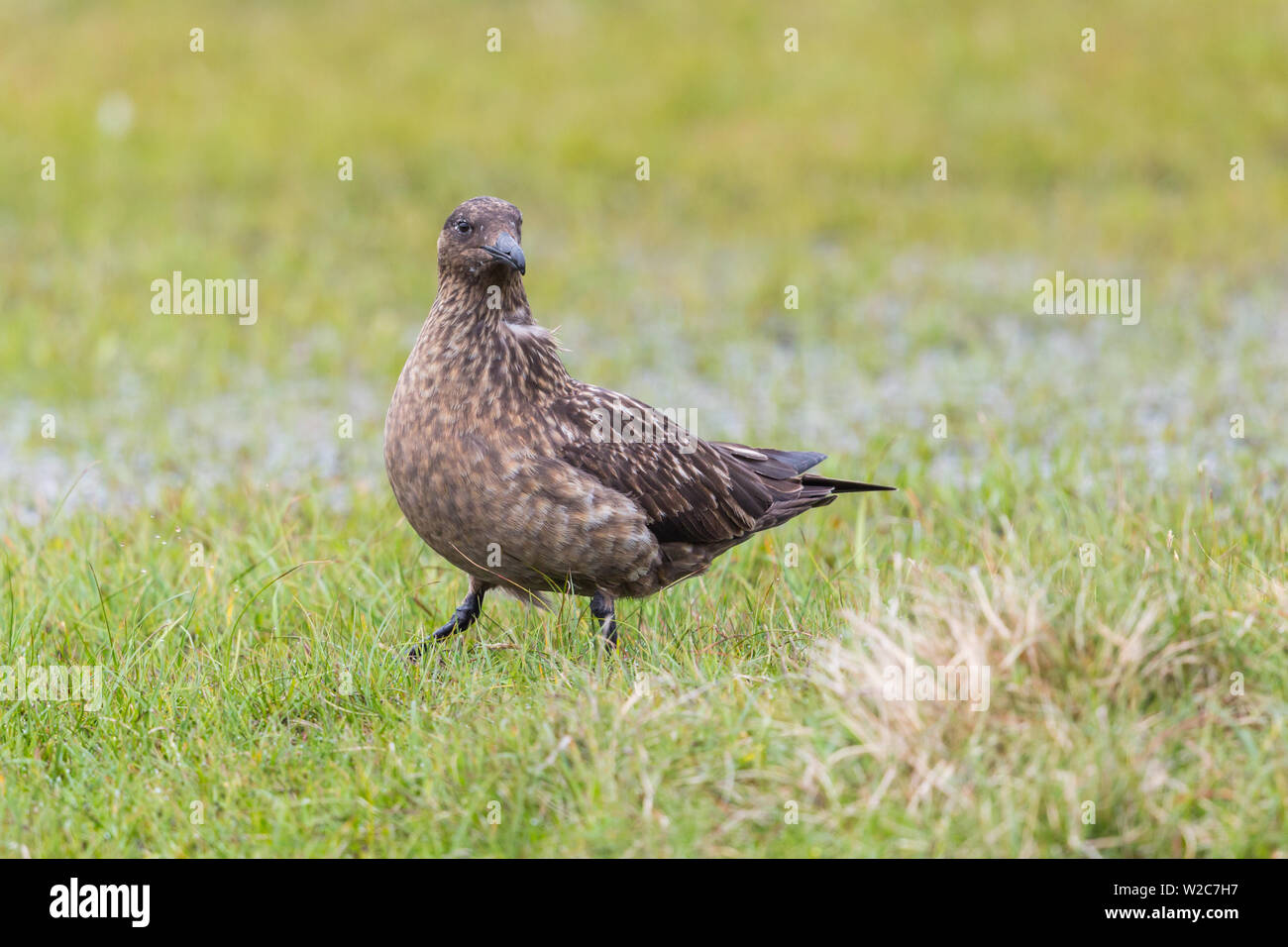 natural great skua (stercorarius skua) standing in green grassland ...