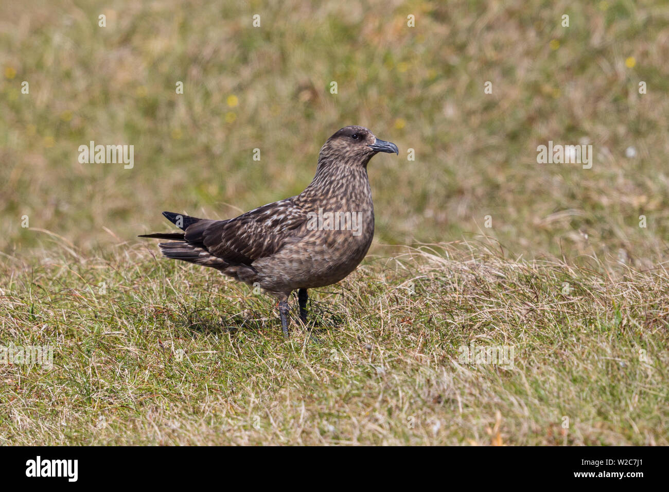 one natural great skua (stercorarius skua) standing in green grass ...