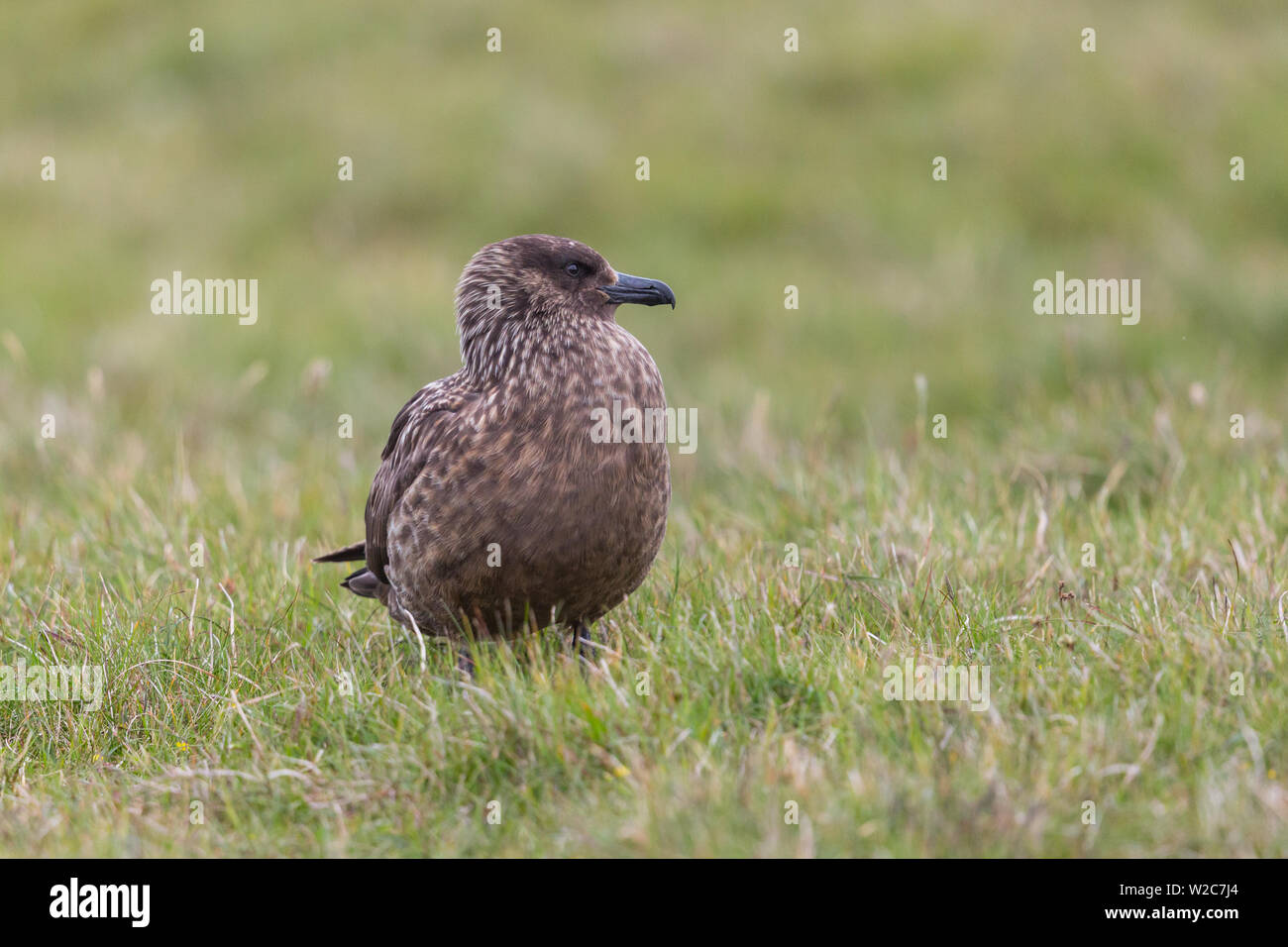 portrait great skua bird (stercorarius skua) standing in meadow Stock ...