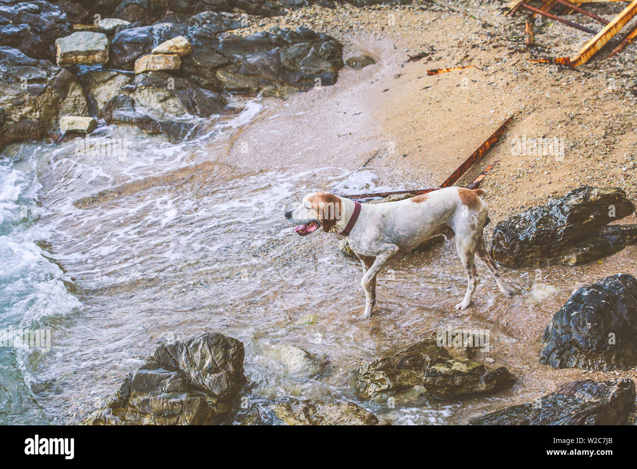 Dog on beach next to the sea Stock Photo - Alamy