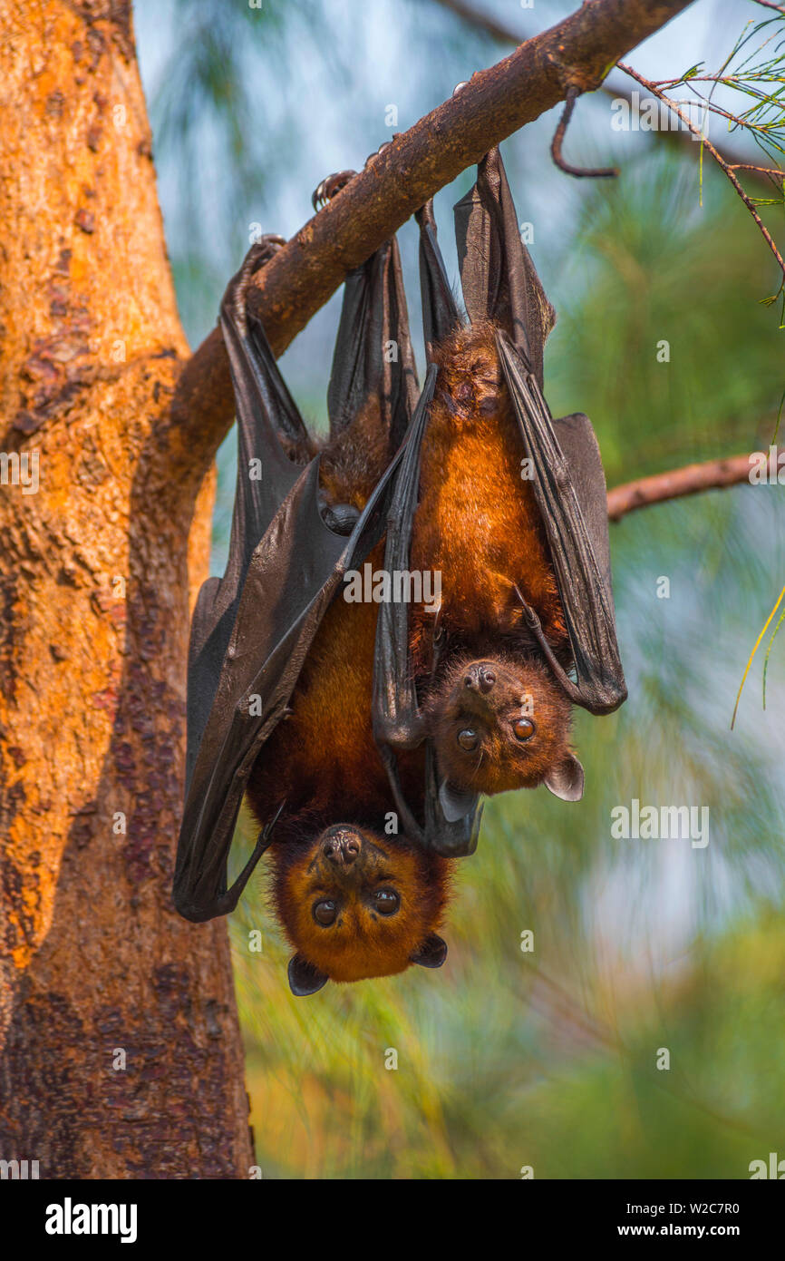 Malay fruit bat hi-res stock photography and images - Alamy