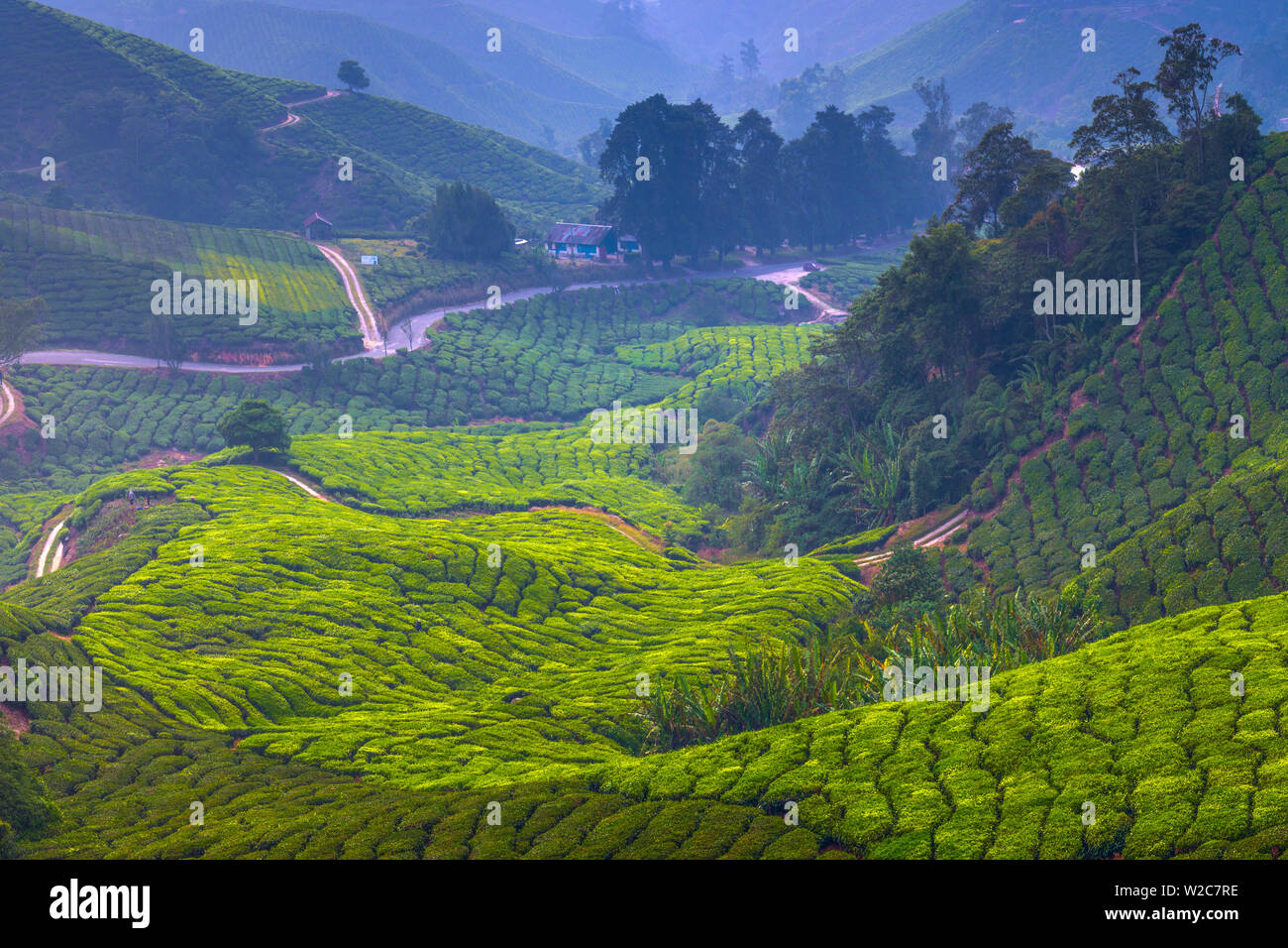 Malaysia, Pahang, Cameron Highlands, Brinchang, Tea Plantation Stock ...