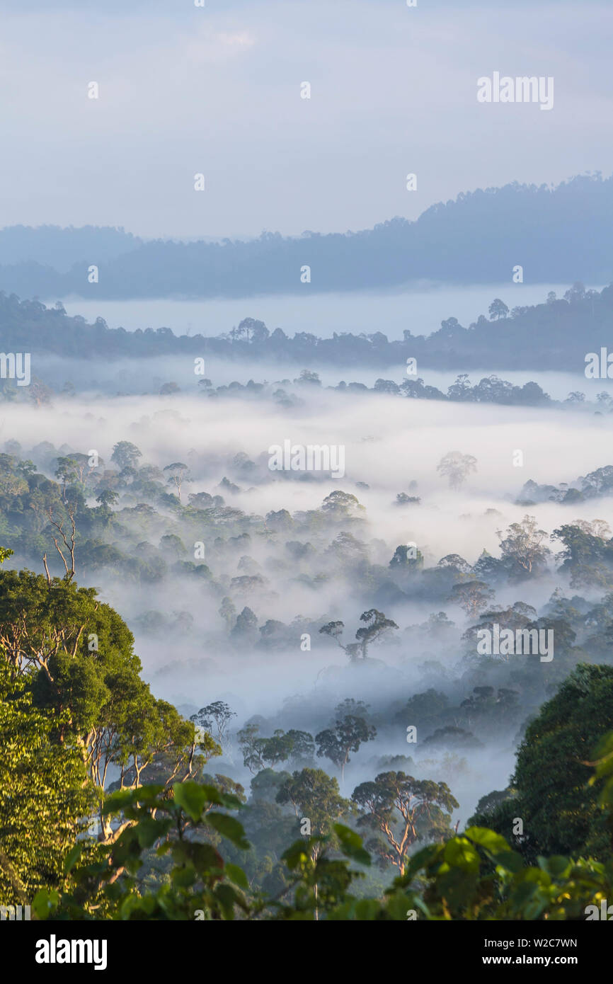 Tropical rainforest of malaysia hi-res stock photography and images - Alamy