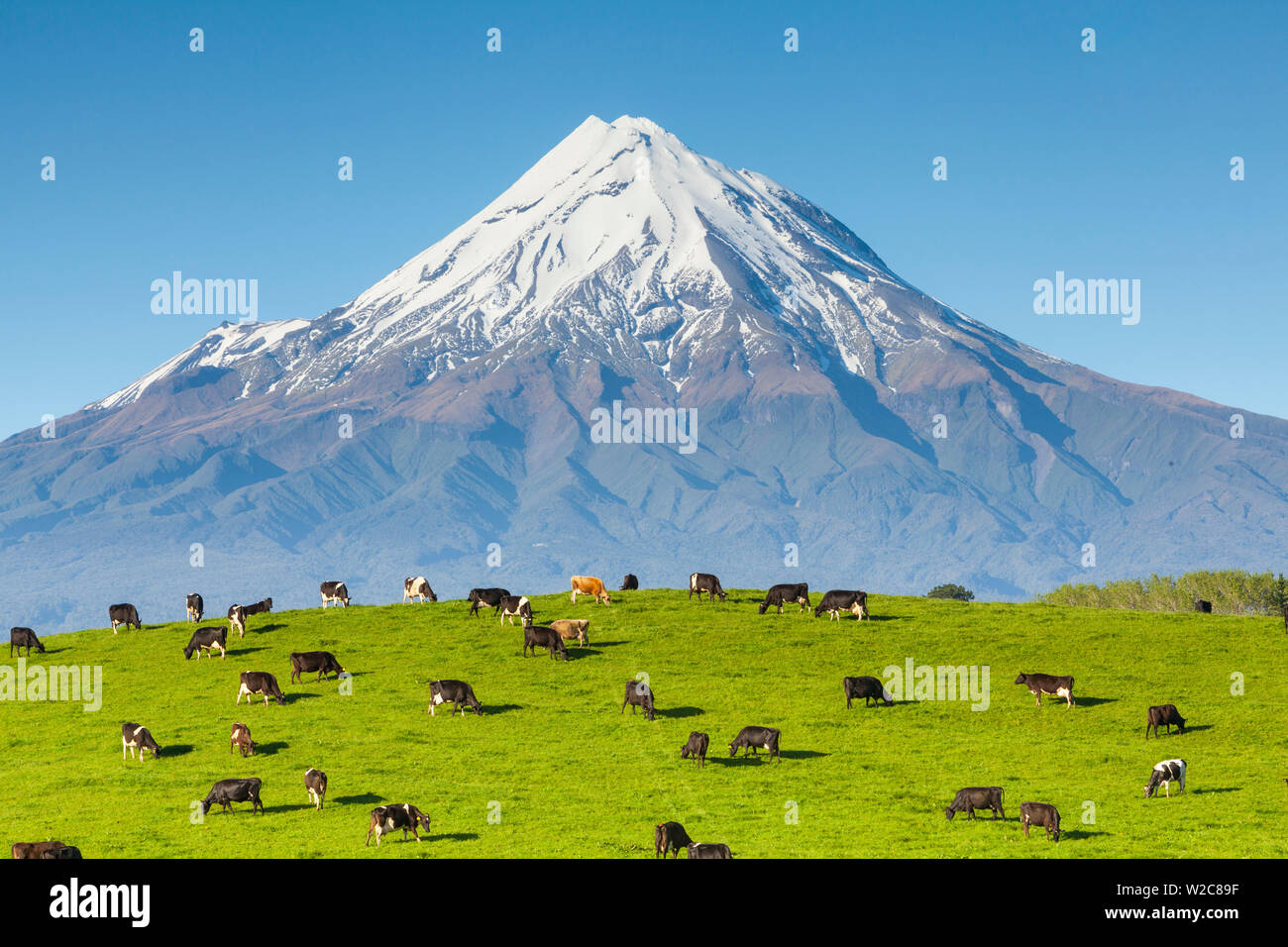 Dairy cows taranaki north island hi-res stock photography and images - Alamy