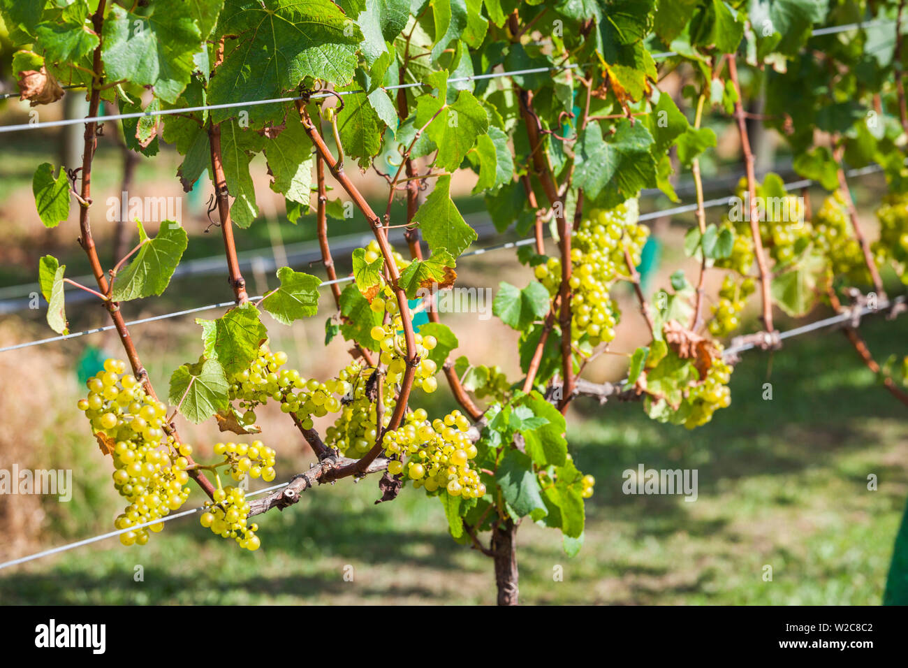 New Zealand, North Island, Auckland, vineyard Stock Photo - Alamy