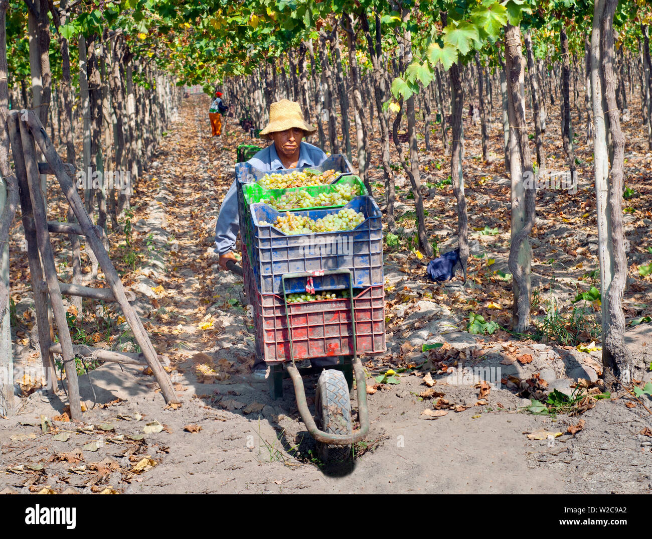 Tabernero Winery & Vineyards, Pisco Producer, Grape Brandy, Chincha ...
