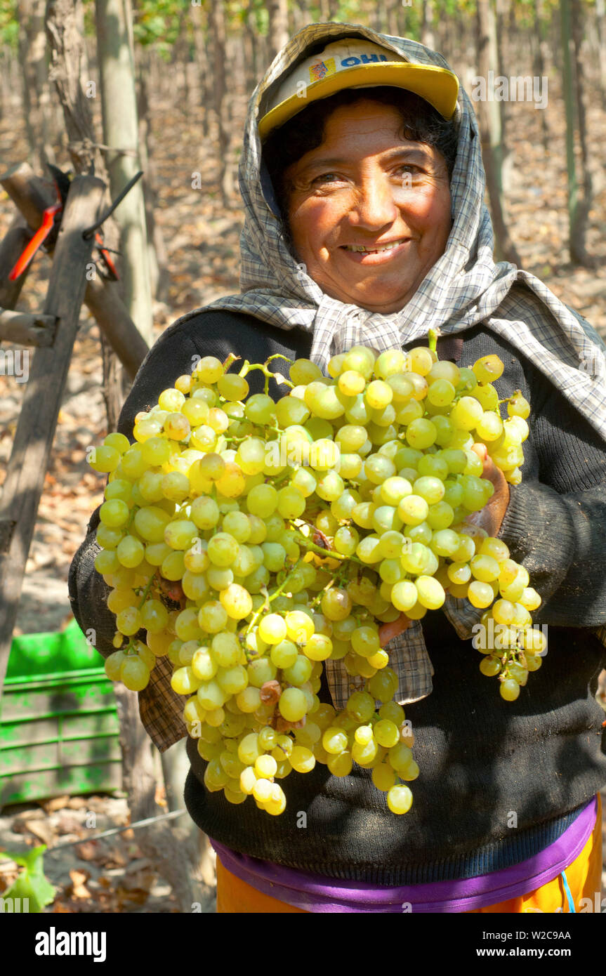 Tabernero Winery & Vineyards, Pisco Producer, Grape Brandy, Chincha ...