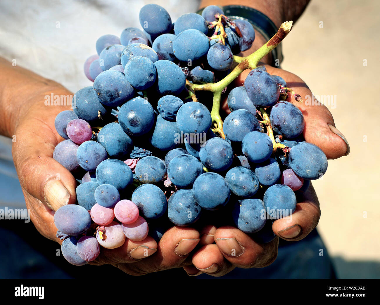 Tabernero Winery & Vineyards, Pisco Producer, Grape Brandy, Chincha ...