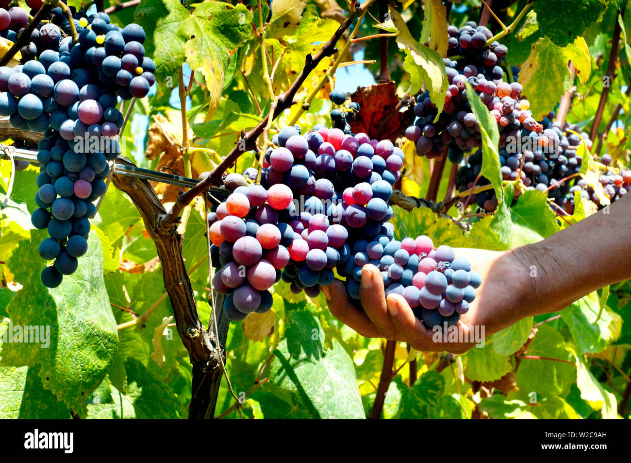 Tabernero Winery & Vineyards, Pisco Producer, Grape Brandy, Chincha ...