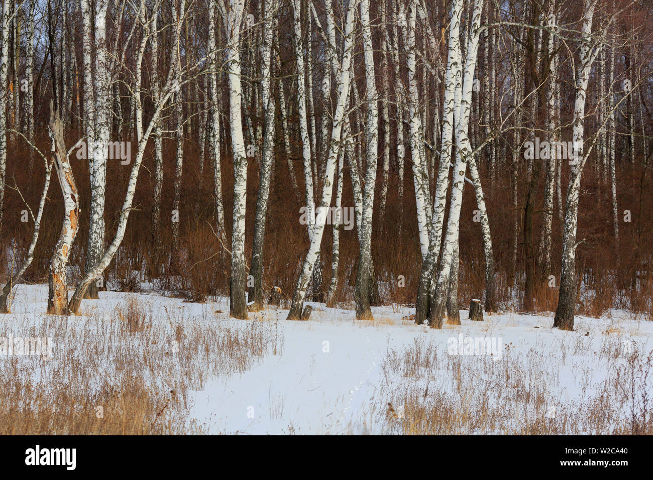 Birch trees russia hi-res stock photography and images - Alamy