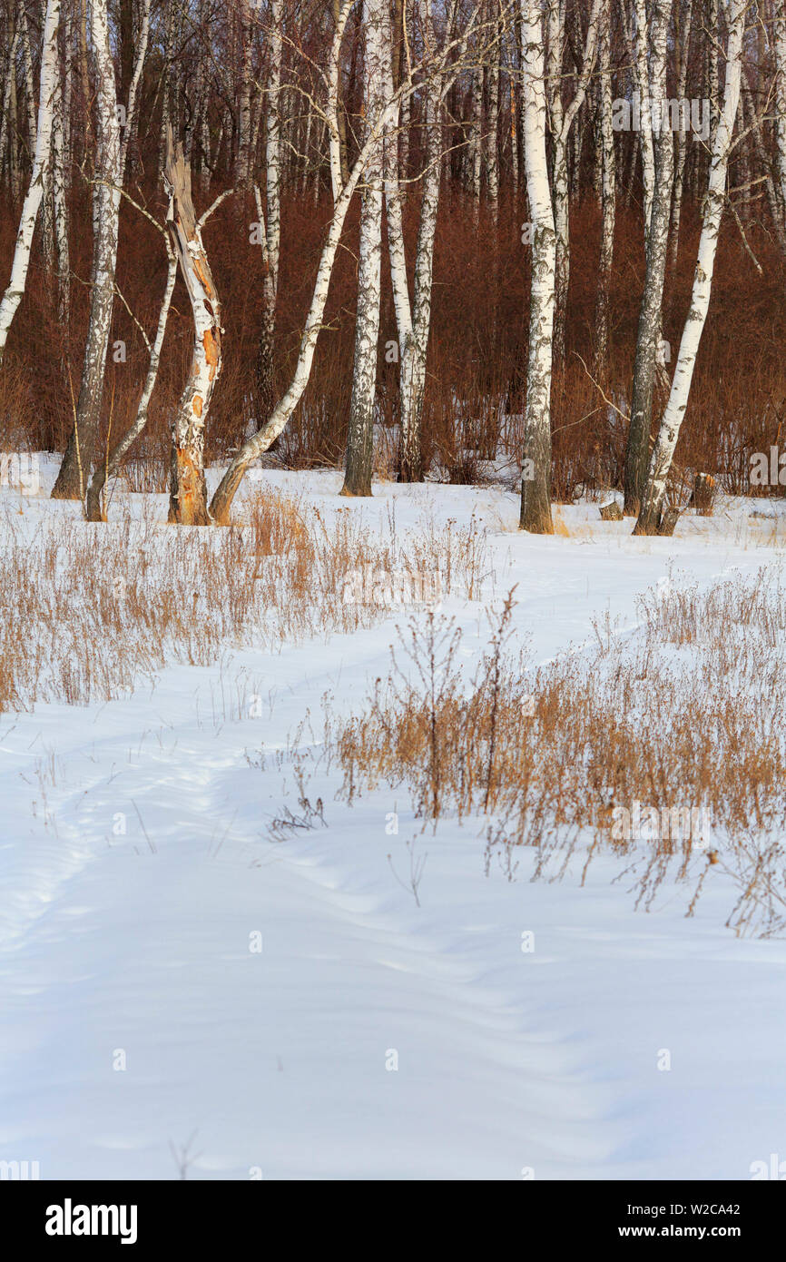 Winter forest, Moscow region, Russia Stock Photo - Alamy