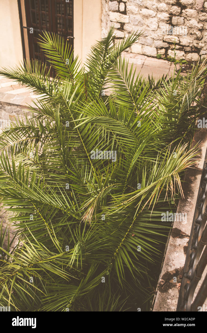 Leaves of green European palm tree. Summer background Stock Photo - Alamy
