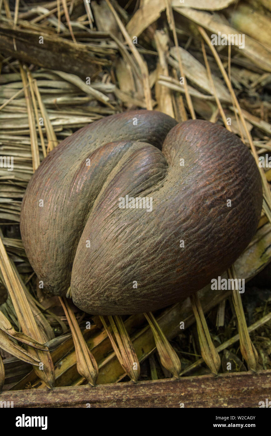 Coco de mer hi-res stock photography and images - Alamy